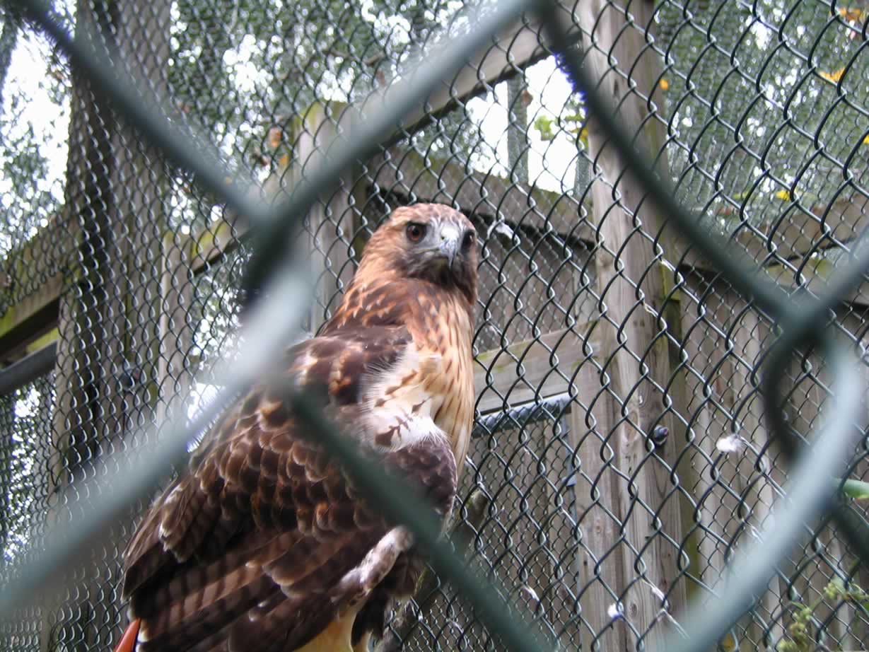 Raptor Rehabilitation